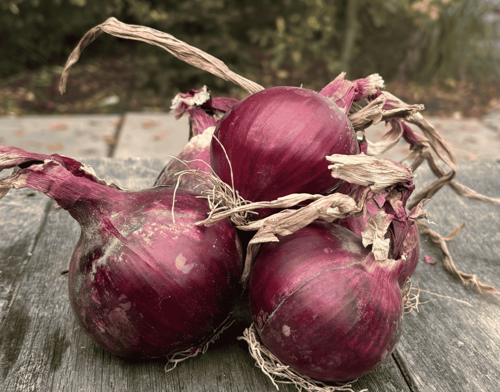 Biologische rode uien kopen | Boerderijproducten.nl