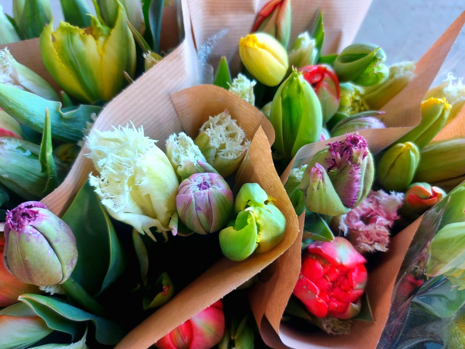 Tulpenseizoen 2026 | Boerderijproducten.nl
